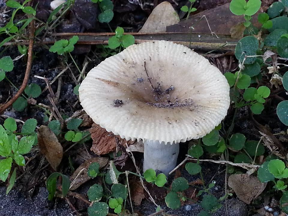 Southwest Florida mushrooms - Identifying Mushrooms - Wild Mushroom Hunting