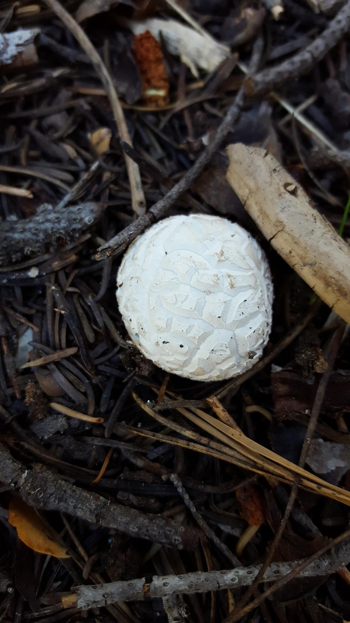 Desolation Wilderness hunt results - General Mushroom Discussion - Wild ...