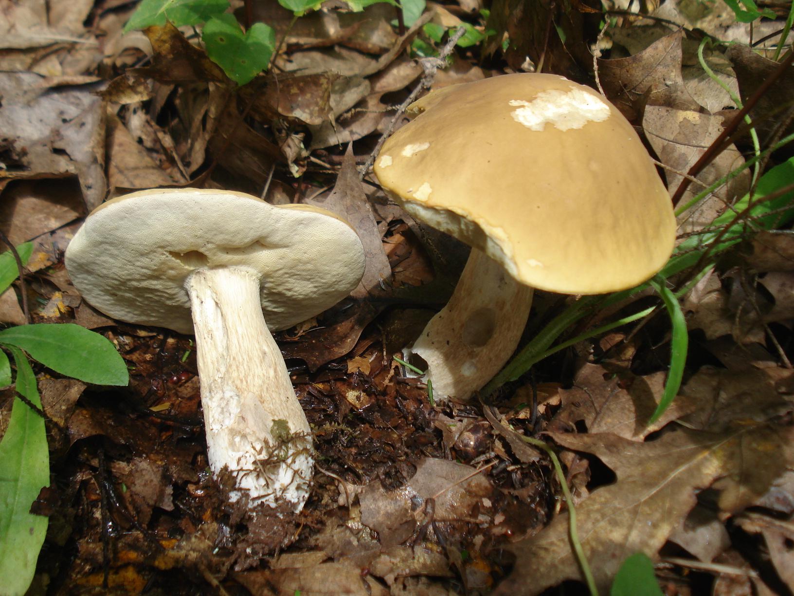 NE PA summer mushrooms - General Mushroom Discussion - Wild Mushroom ...