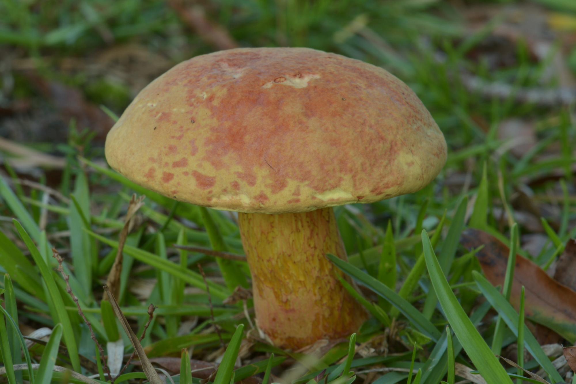 Boletus bicolor? - Identifying Mushrooms - Wild Mushroom Hunting