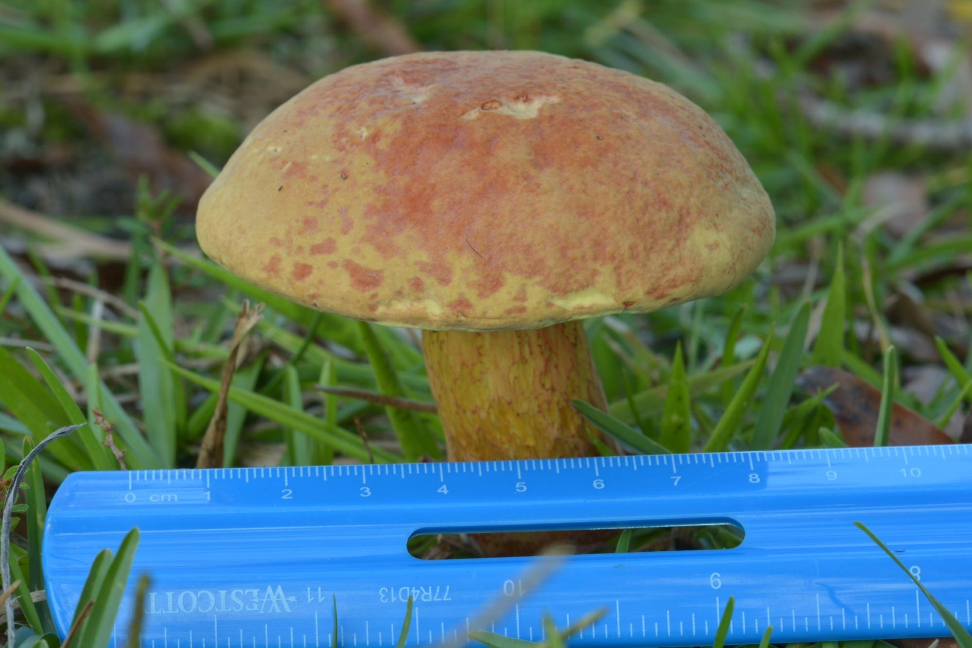 Boletus bicolor? - Identifying Mushrooms - Wild Mushroom Hunting
