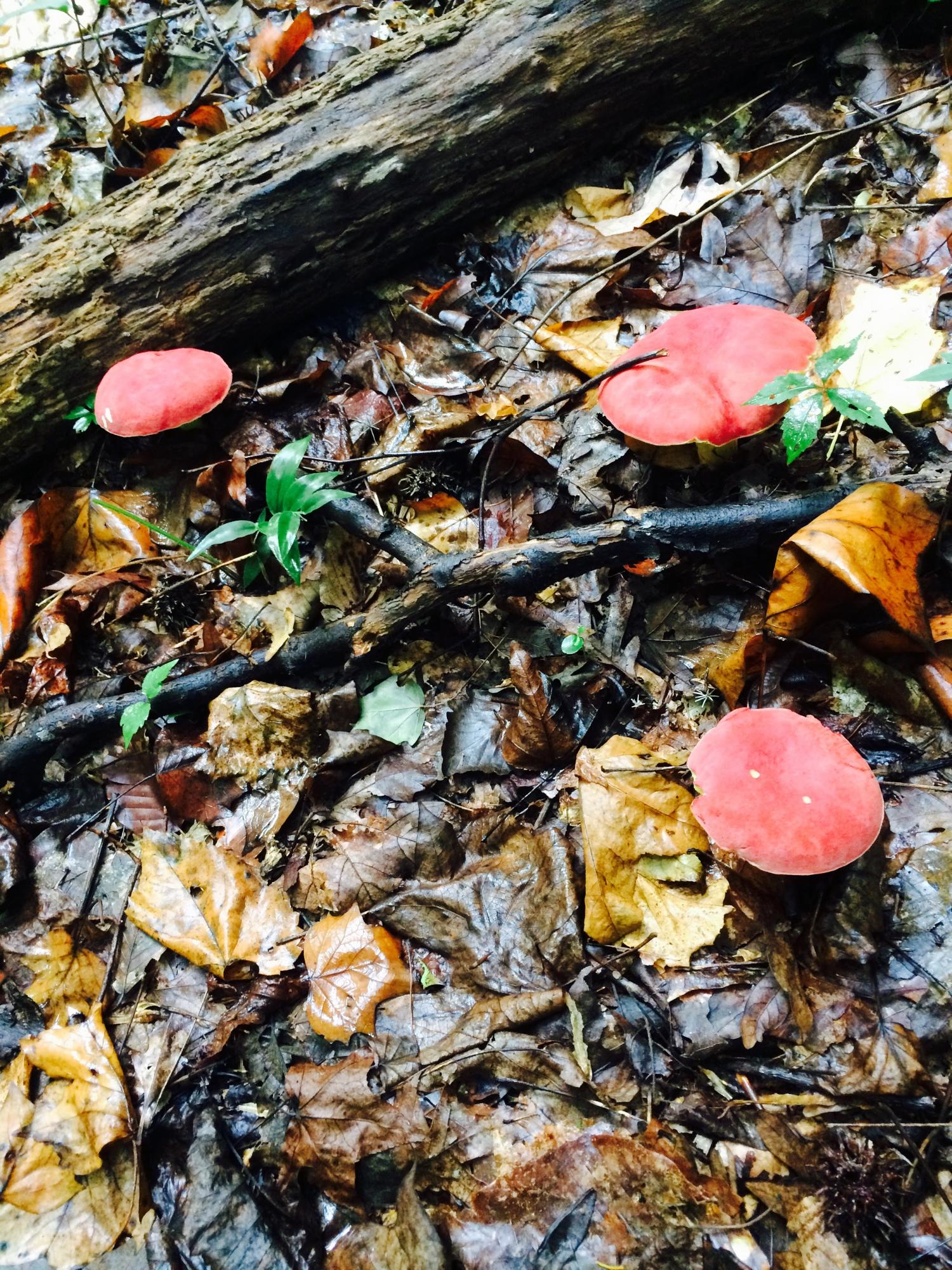 Beautiful red-capped bolete - Identifying Mushrooms - Wild Mushroom Hunting