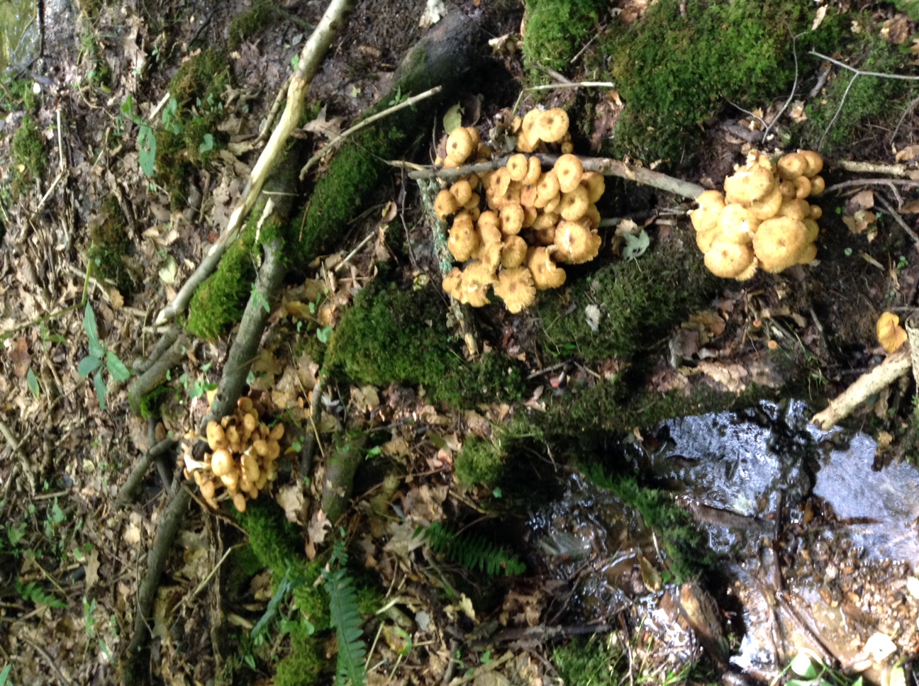 Are These Ringless Honey Mushrooms? - Identifying Mushrooms - Wild ...