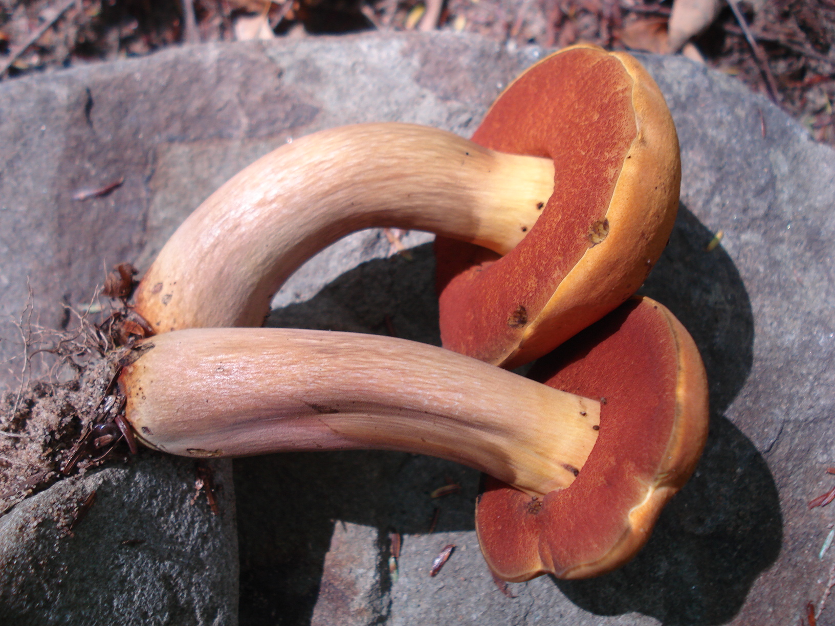 Boletus satanas - General Mushroom Discussion - Wild Mushroom Hunting