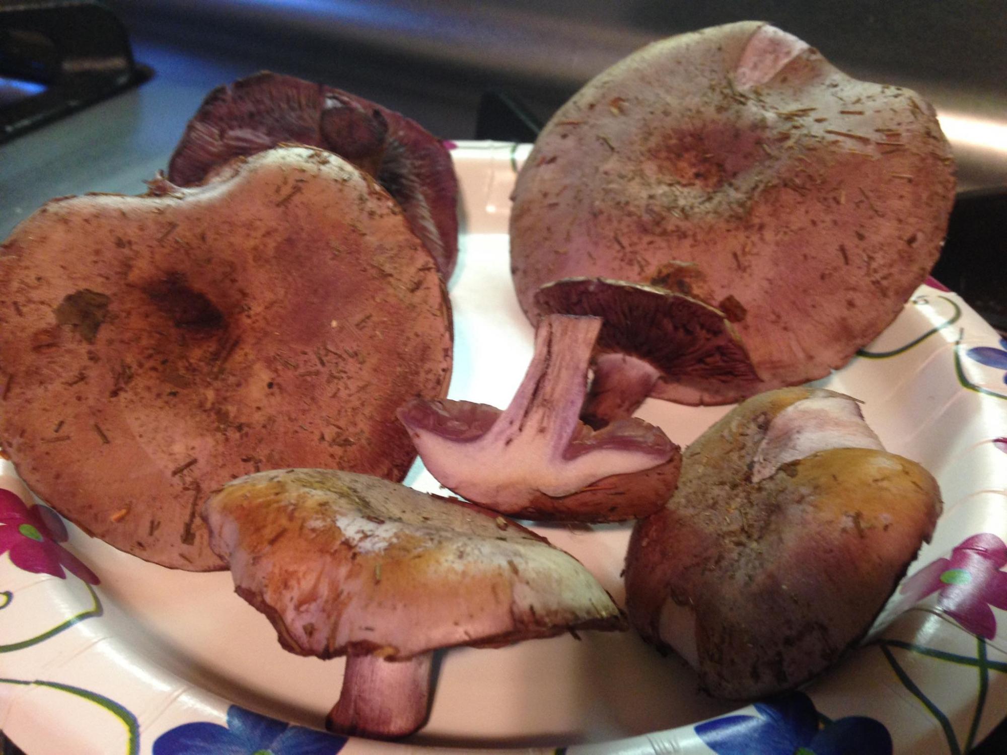 Maroonish mushroom. Cream/orange flesh staining rose colored. Rust ...