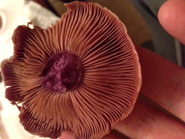 Are any of these blewits (clytocibe nuda)? - Identifying Mushrooms ...