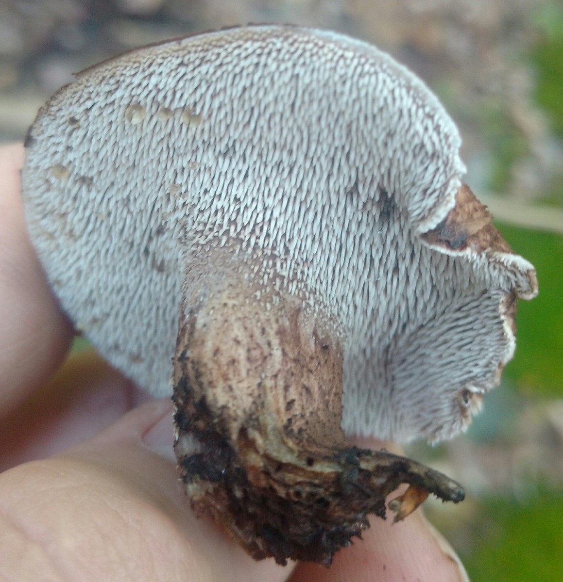 Sarcodon scabrosus - Identifying Mushrooms - Wild Mushroom Hunting