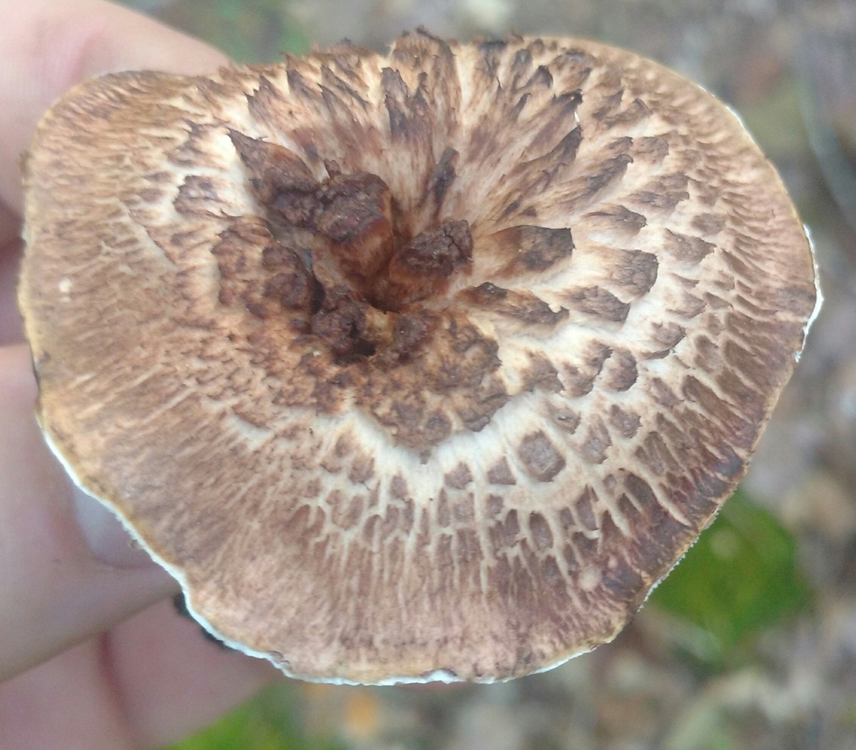 Sarcodon scabrosus - Identifying Mushrooms - Wild Mushroom Hunting