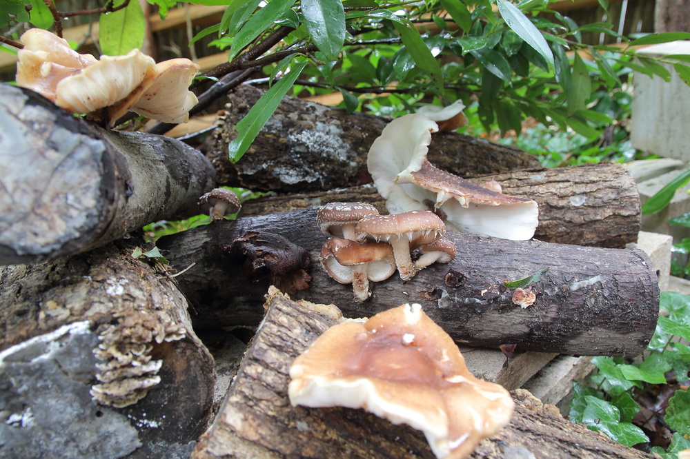 Shiitake for sure? - Identifying Mushrooms - Wild Mushroom Hunting