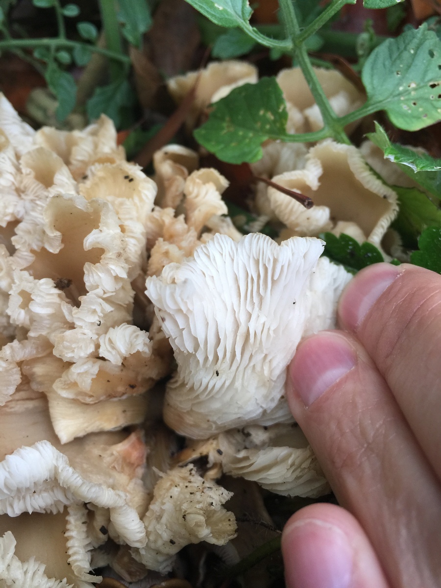 Identification - Identifying Mushrooms - Wild Mushroom Hunting