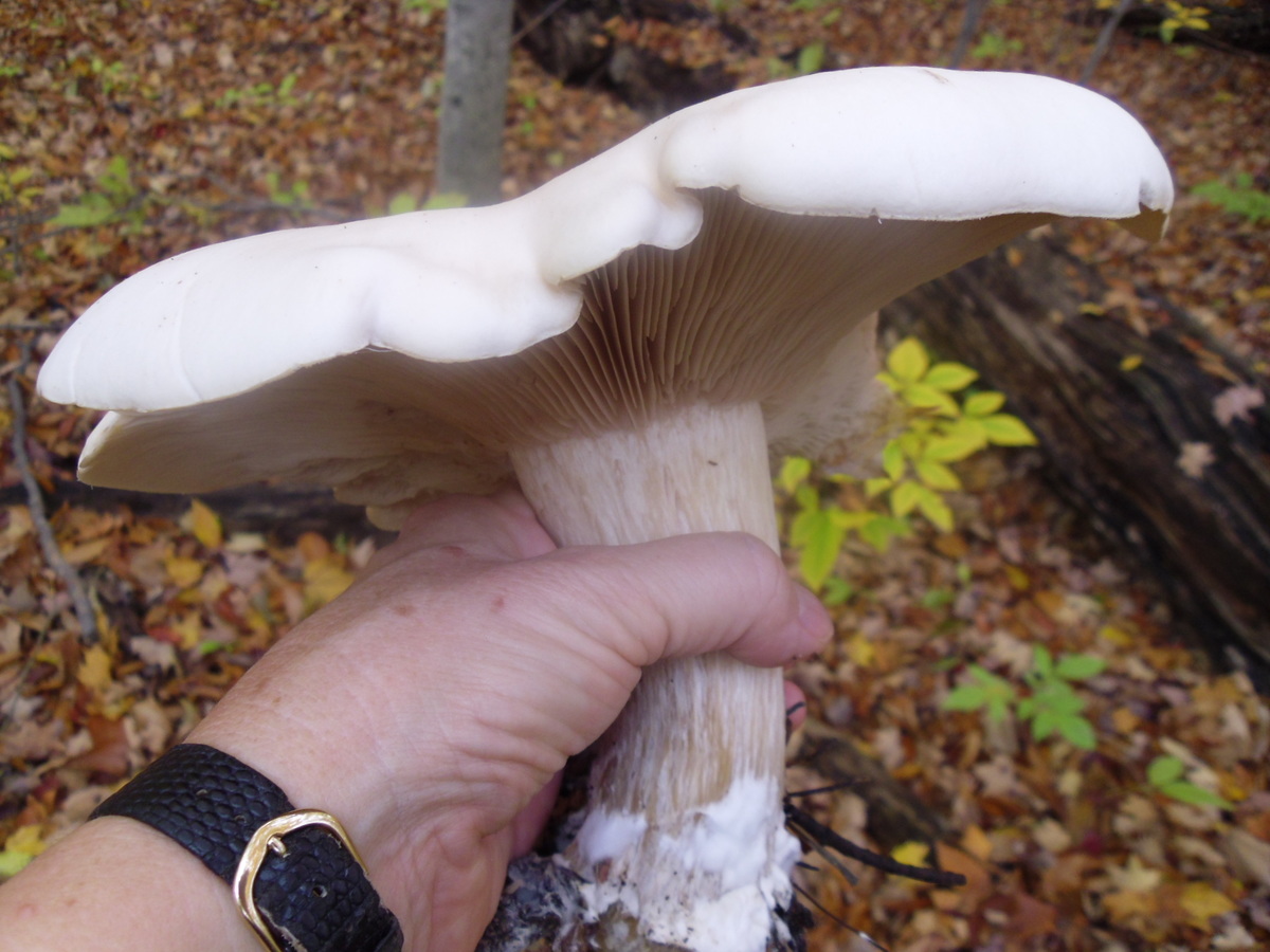 Big Clitocybe Lepista Irina ? - Identifying Mushrooms - Wild Mushroom ...