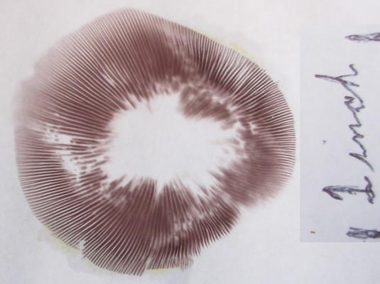Edible or Not - Identifying Mushrooms - Wild Mushroom Hunting