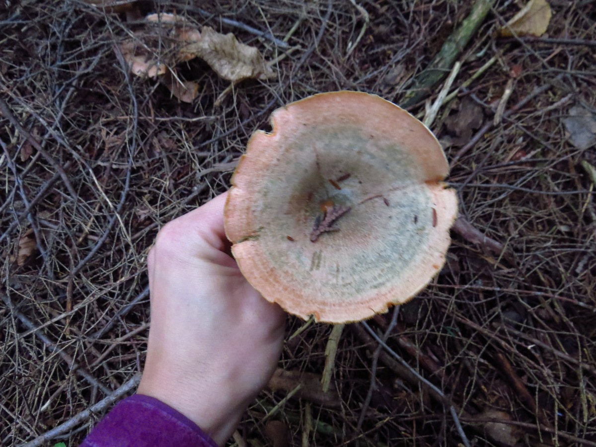 Few from the Fall - Identifying Mushrooms - Wild Mushroom Hunting