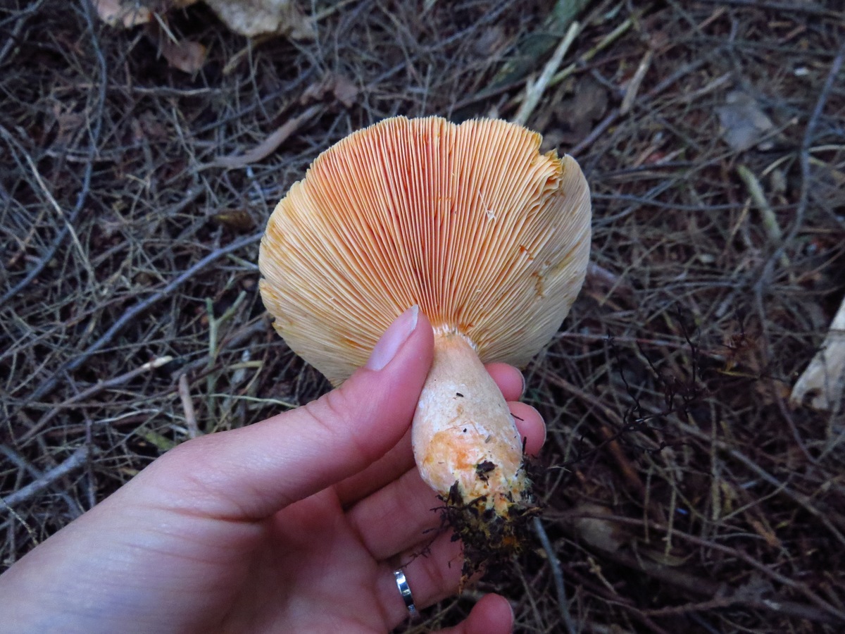 Few from the Fall - Identifying Mushrooms - Wild Mushroom Hunting