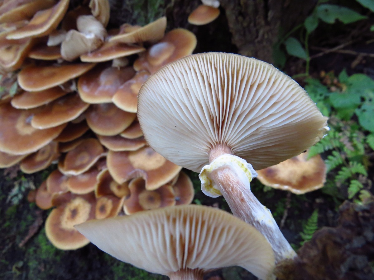 Few from the Fall - Identifying Mushrooms - Wild Mushroom Hunting
