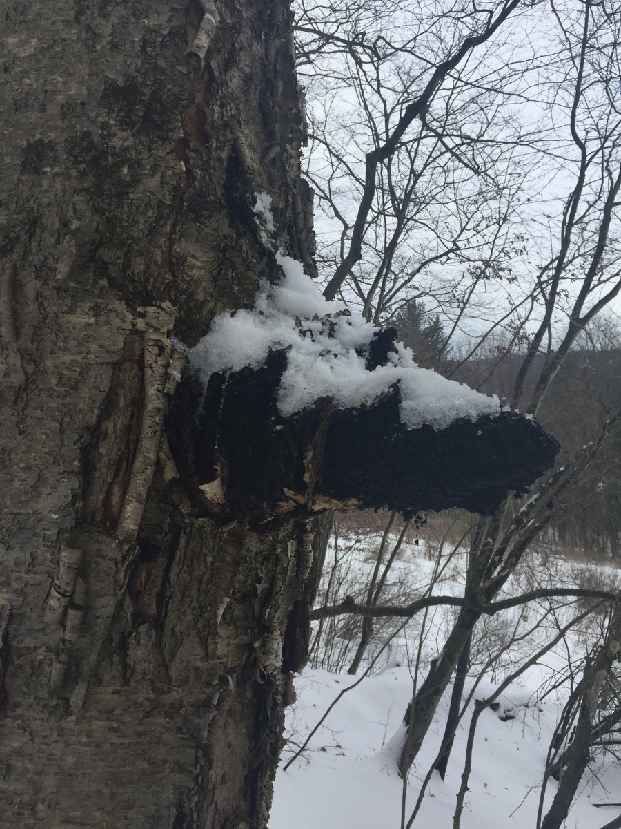 Chaga ? - Identifying Mushrooms - Wild Mushroom Hunting