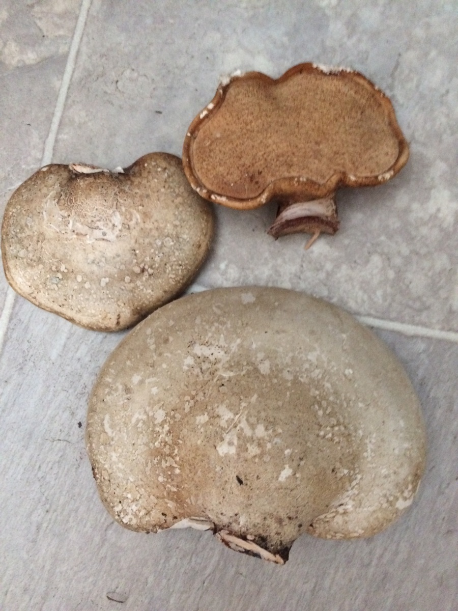 Mushroom iD - Identifying Mushrooms - Wild Mushroom Hunting