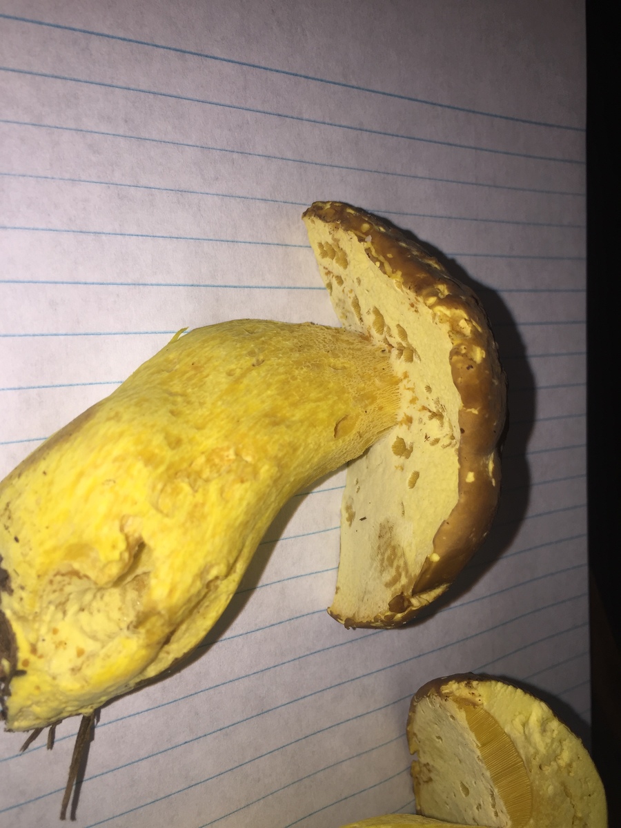 Bright Yellow Bolete - Aureoboletus Auripes? - Identifying Mushrooms ...