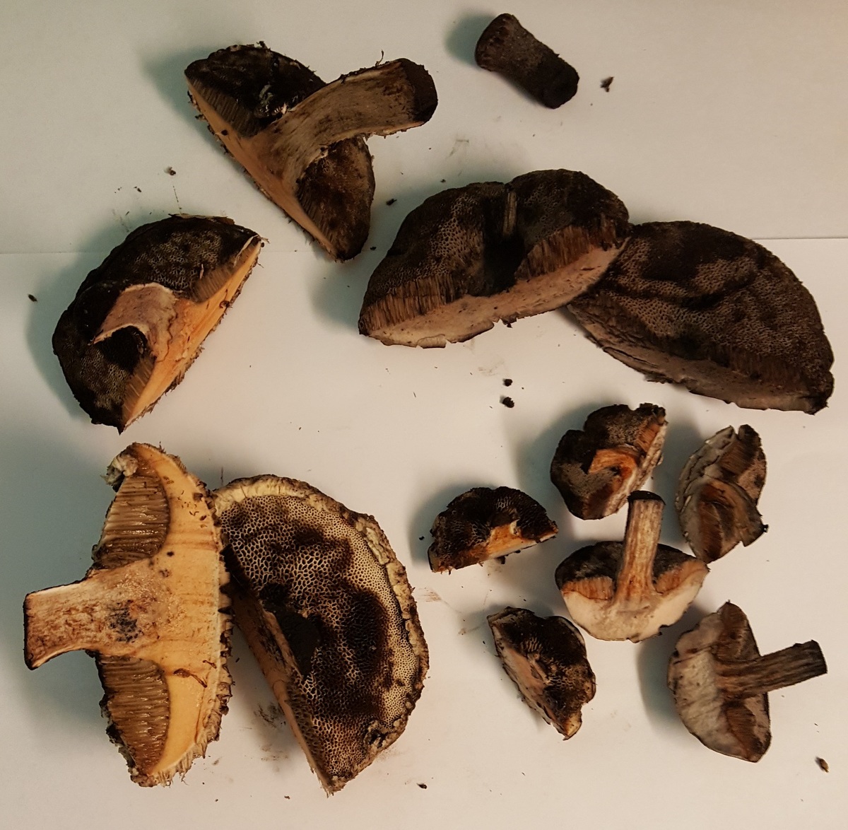 black boletes - Identifying Mushrooms - Wild Mushroom Hunting