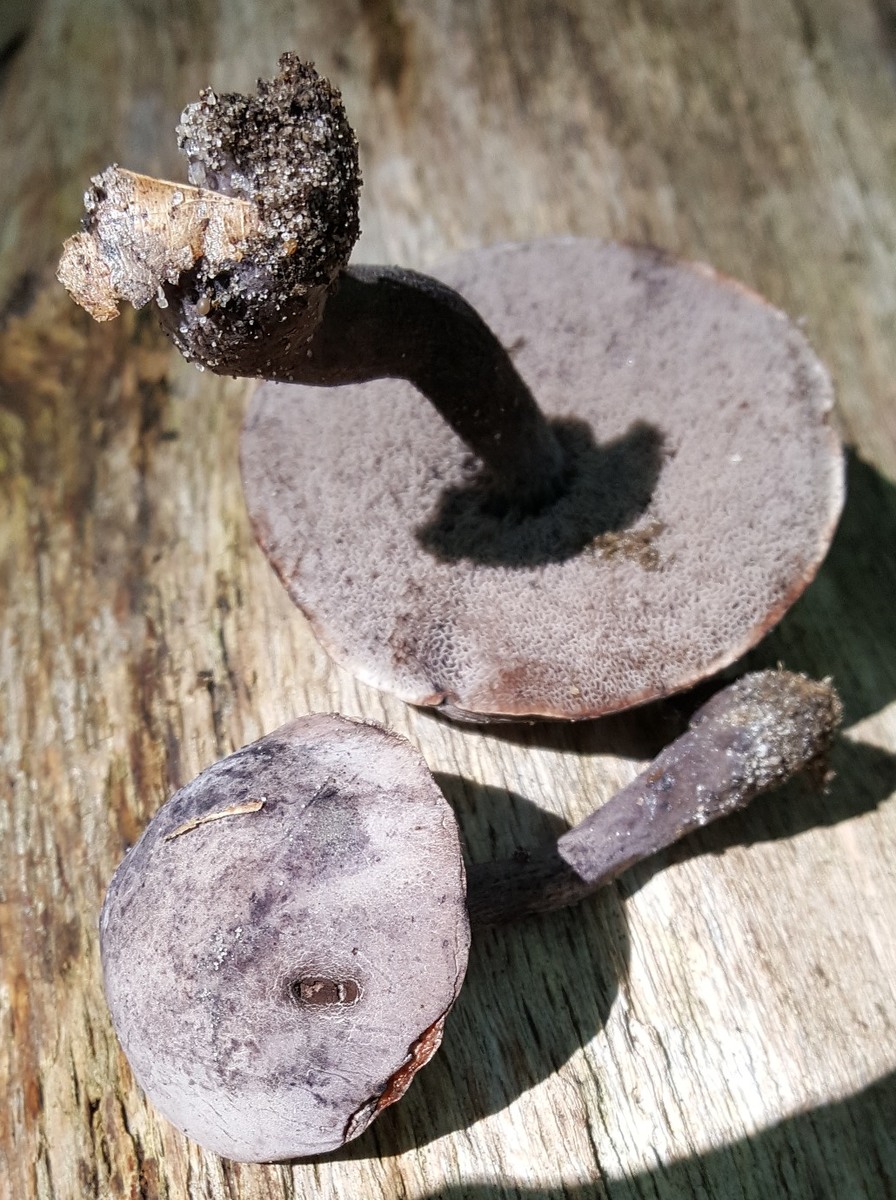 black boletes - Identifying Mushrooms - Wild Mushroom Hunting