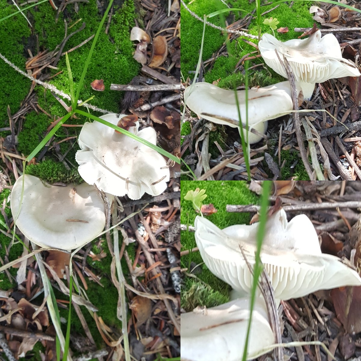 New finds hiking - Identifying Mushrooms - Wild Mushroom Hunting