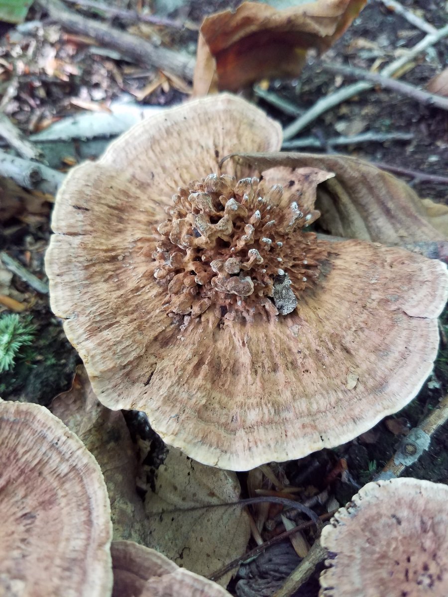 stalked polypore? - Identifying Mushrooms - Wild Mushroom Hunting