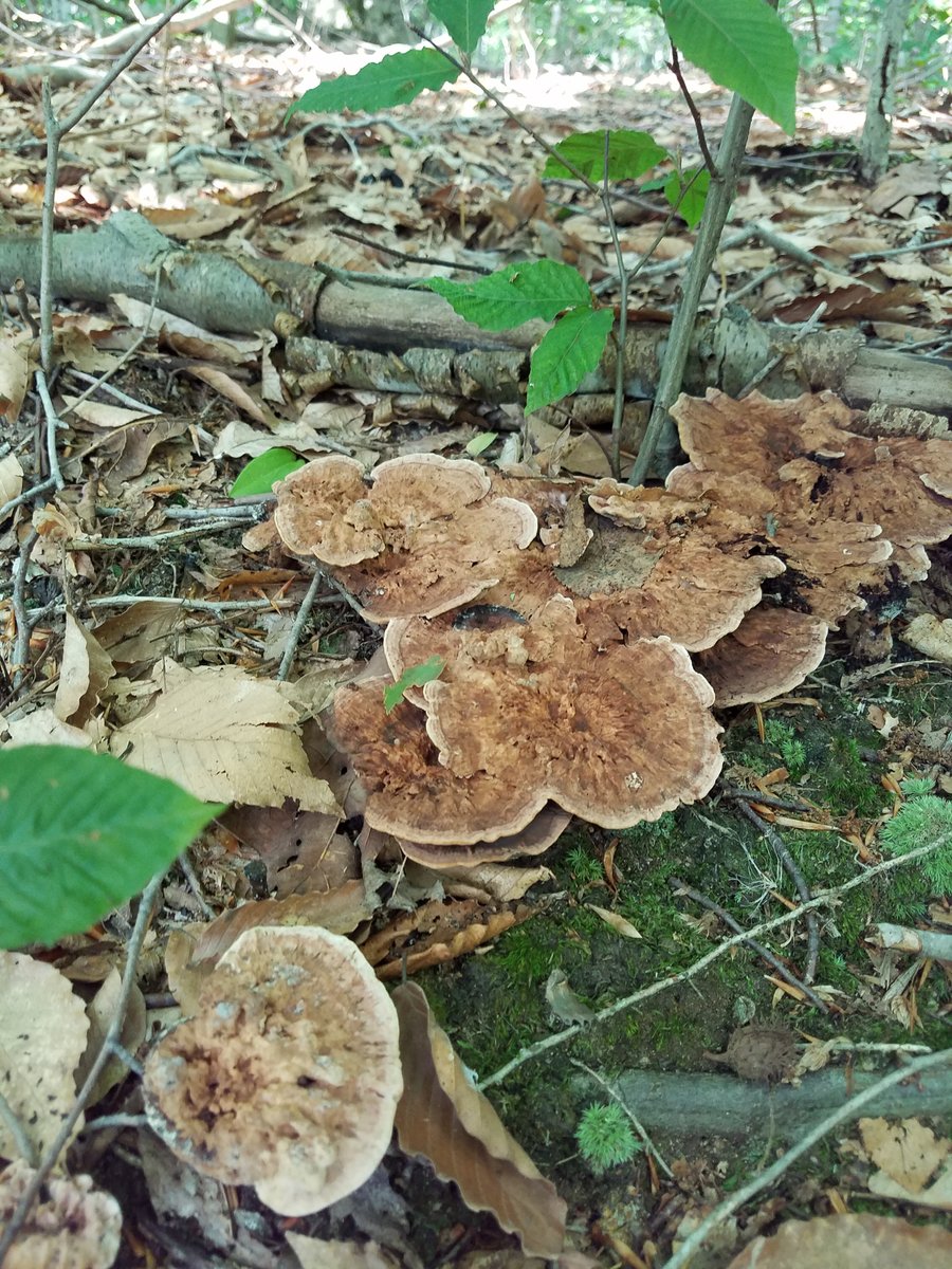 stalked polypore? - Identifying Mushrooms - Wild Mushroom Hunting