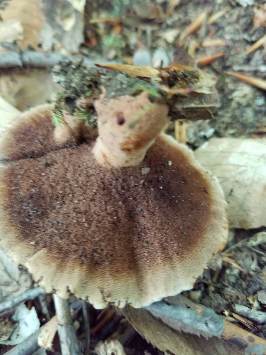 stalked polypore? - Identifying Mushrooms - Wild Mushroom Hunting