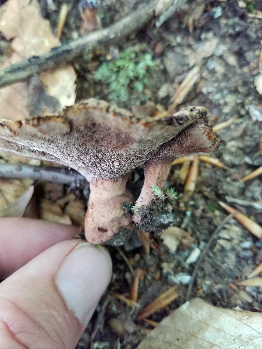 stalked polypore? - Identifying Mushrooms - Wild Mushroom Hunting