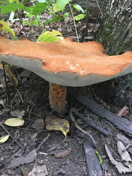 Giant bolete-like mushroom - Identifying Mushrooms - Wild Mushroom Hunting