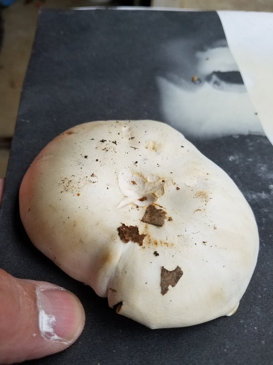 white mushrooms - Identifying Mushrooms - Wild Mushroom Hunting