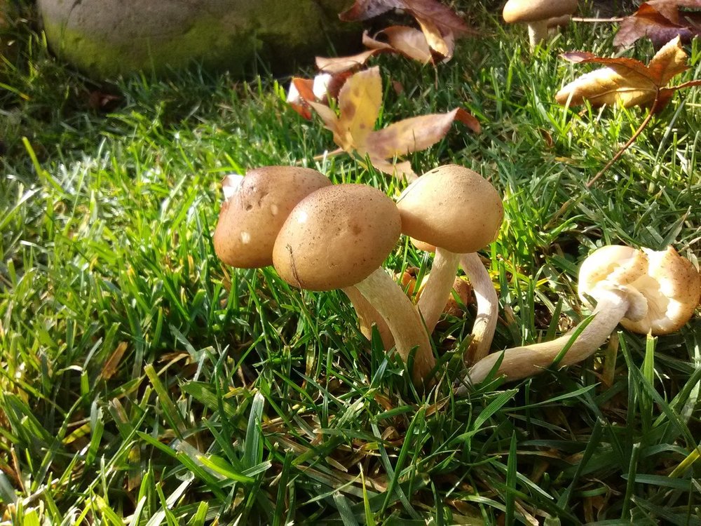 Mushrooms growing out of dead tree roots - Identifying Mushrooms - Wild ...