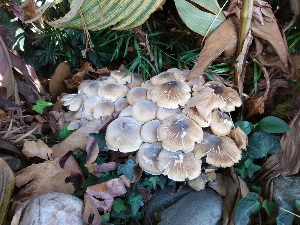Mushrooms growing out of dead tree roots - Identifying Mushrooms - Wild ...