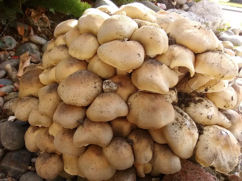 Mushrooms growing out of dead tree roots - Identifying Mushrooms - Wild ...