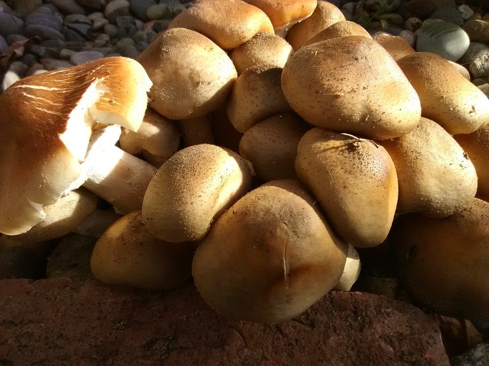 Mushrooms growing out of dead tree roots - Identifying Mushrooms - Wild ...