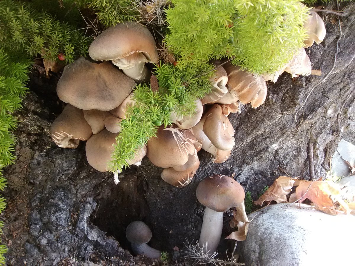Mushrooms growing out of dead tree roots - Identifying Mushrooms - Wild ...