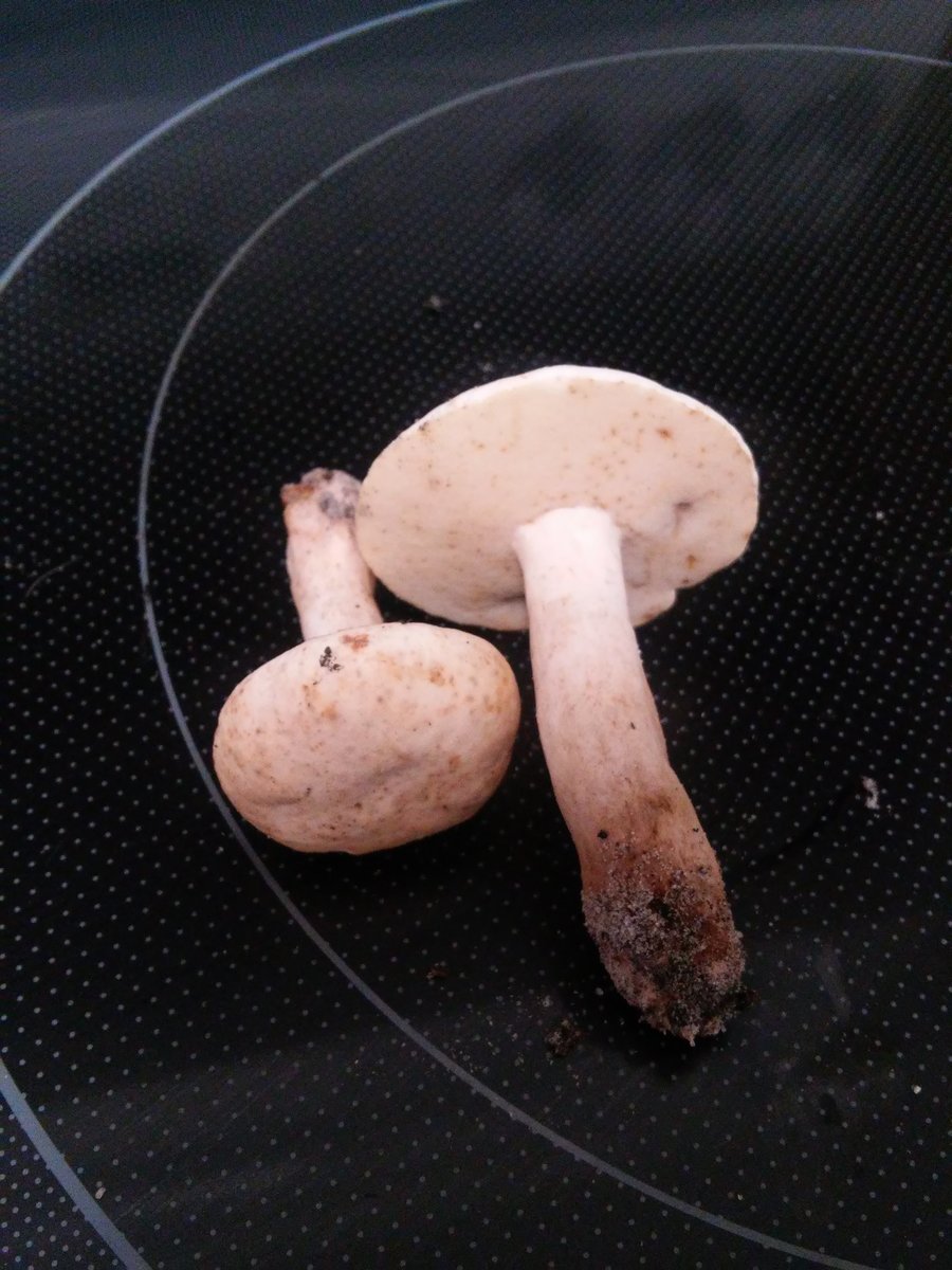 Pallid Bolete? - Identifying Mushrooms - Wild Mushroom Hunting