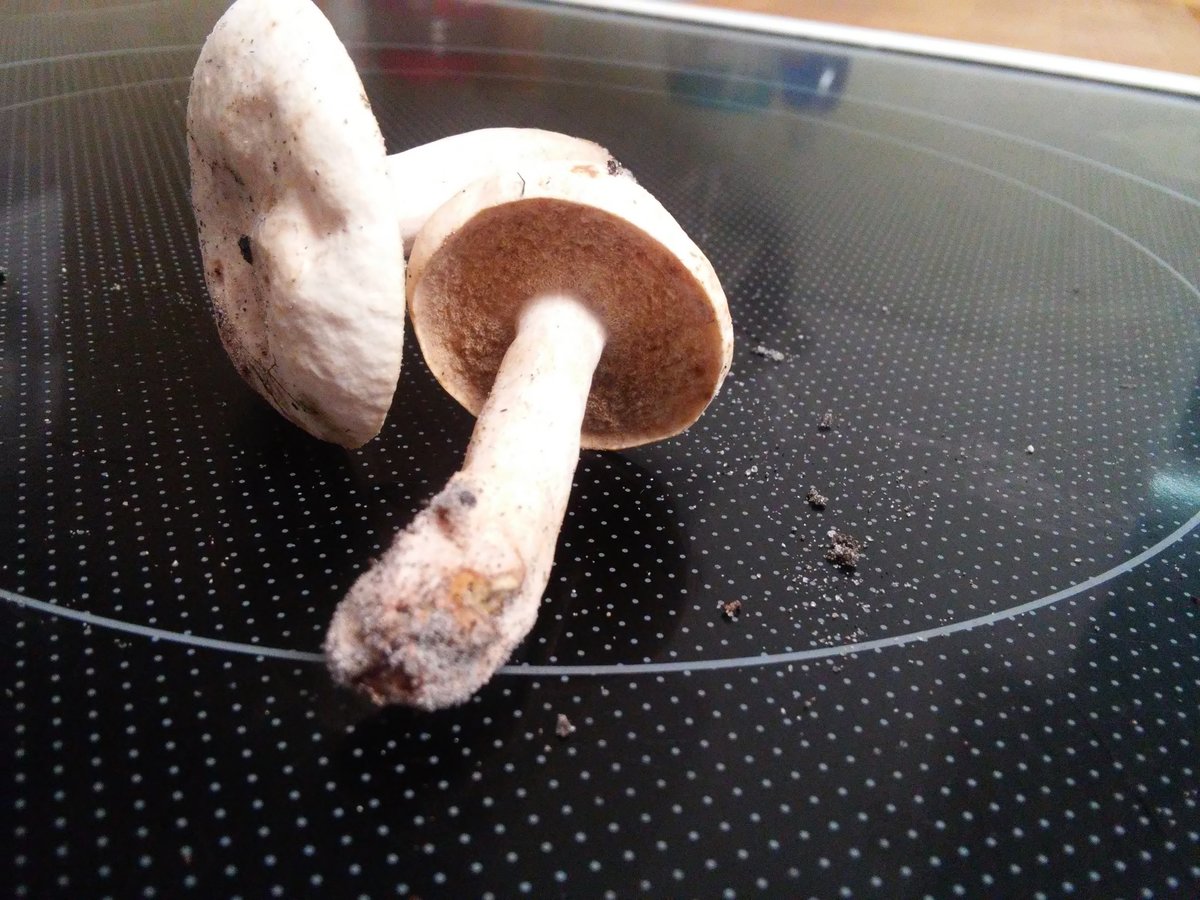 Pallid Bolete? - Identifying Mushrooms - Wild Mushroom Hunting