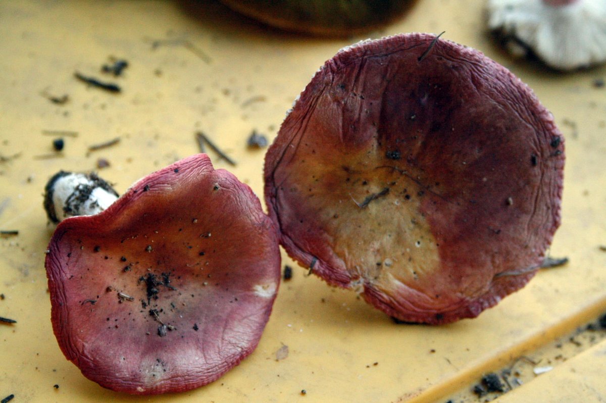 Beautiful Maroon, Pink, & White Mystery Mushrooms - Identifying ...