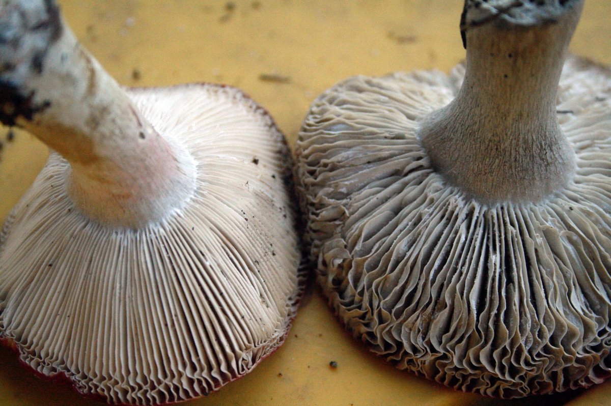 Beautiful Maroon, Pink, & White Mystery Mushrooms - Identifying ...
