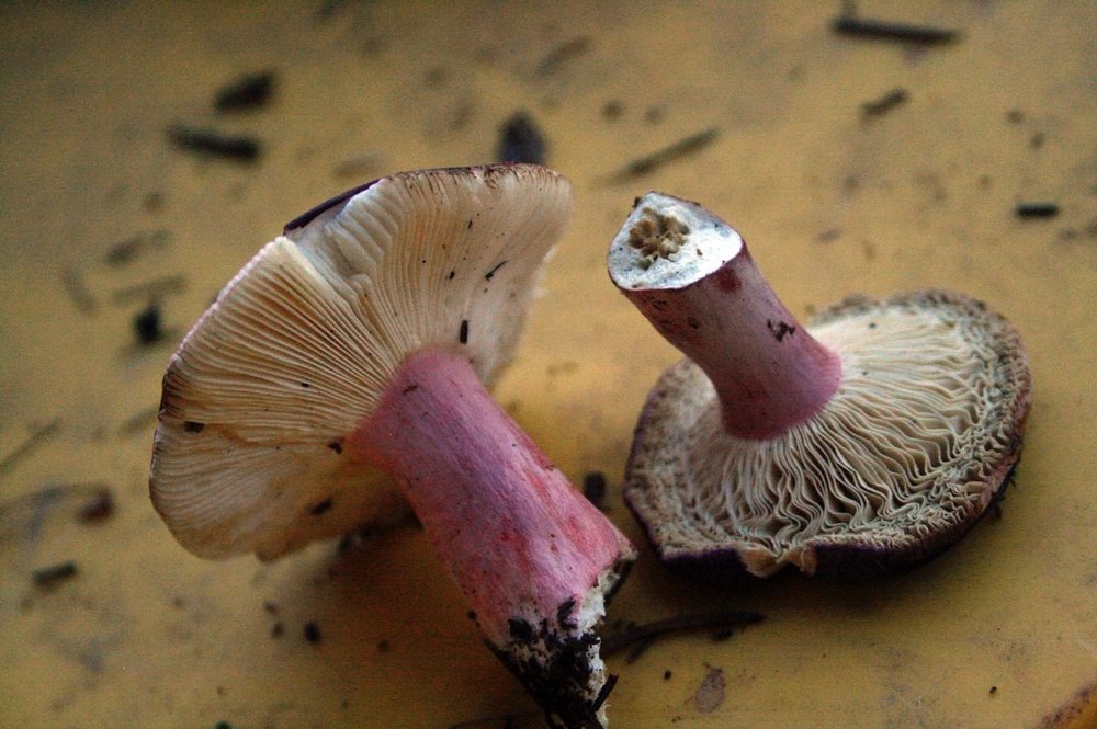 Beautiful Maroon, Pink, & White Mystery Mushrooms - Identifying ...