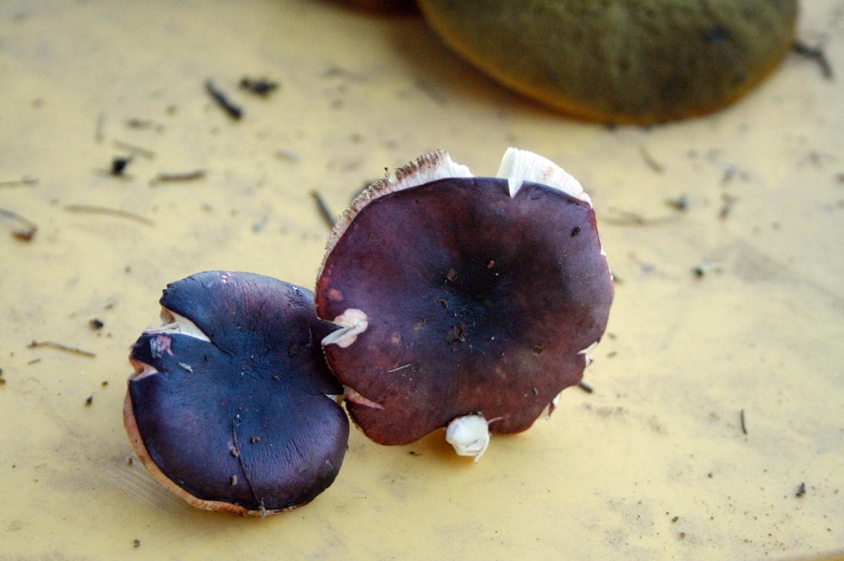 Beautiful Maroon, Pink, & White Mystery Mushrooms - Identifying ...