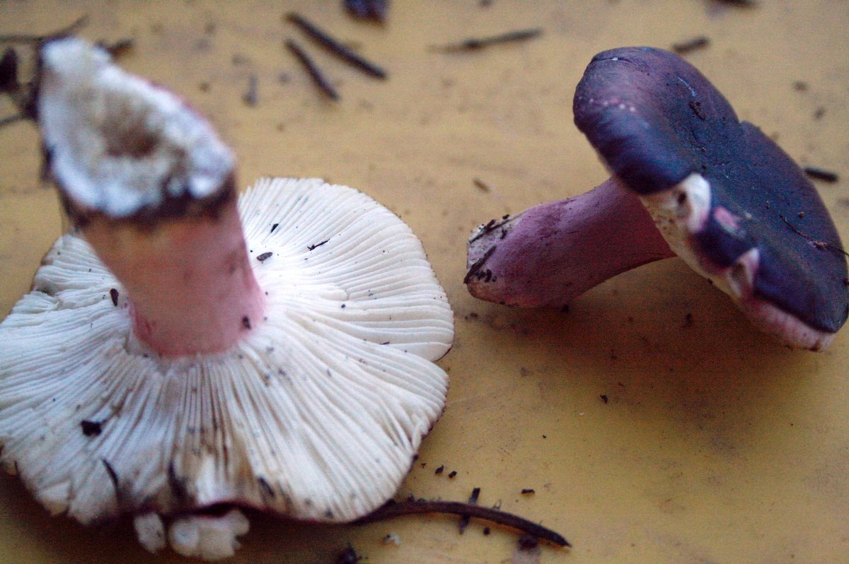 Beautiful Maroon, Pink, & White Mystery Mushrooms - Identifying ...