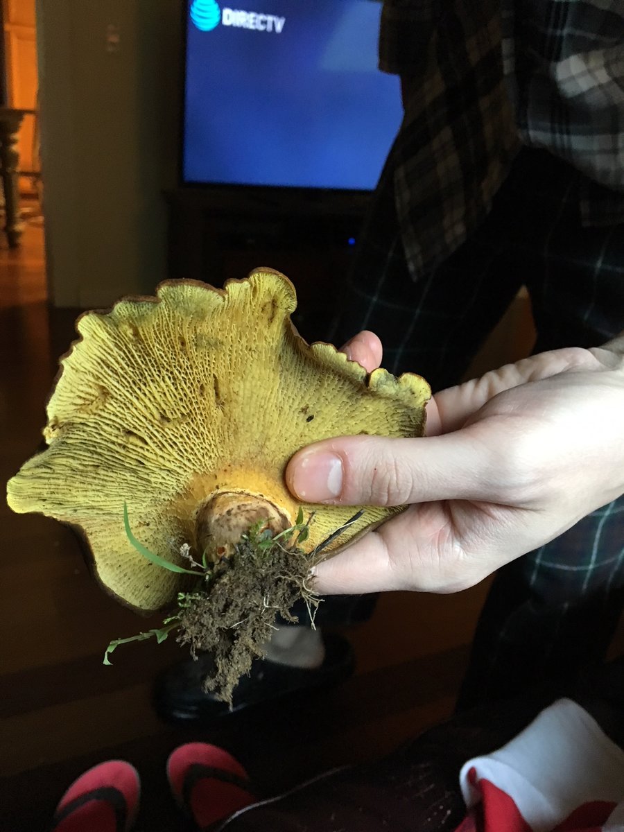 Need help to ID. Wavy cap - Identifying Mushrooms - Wild Mushroom Hunting