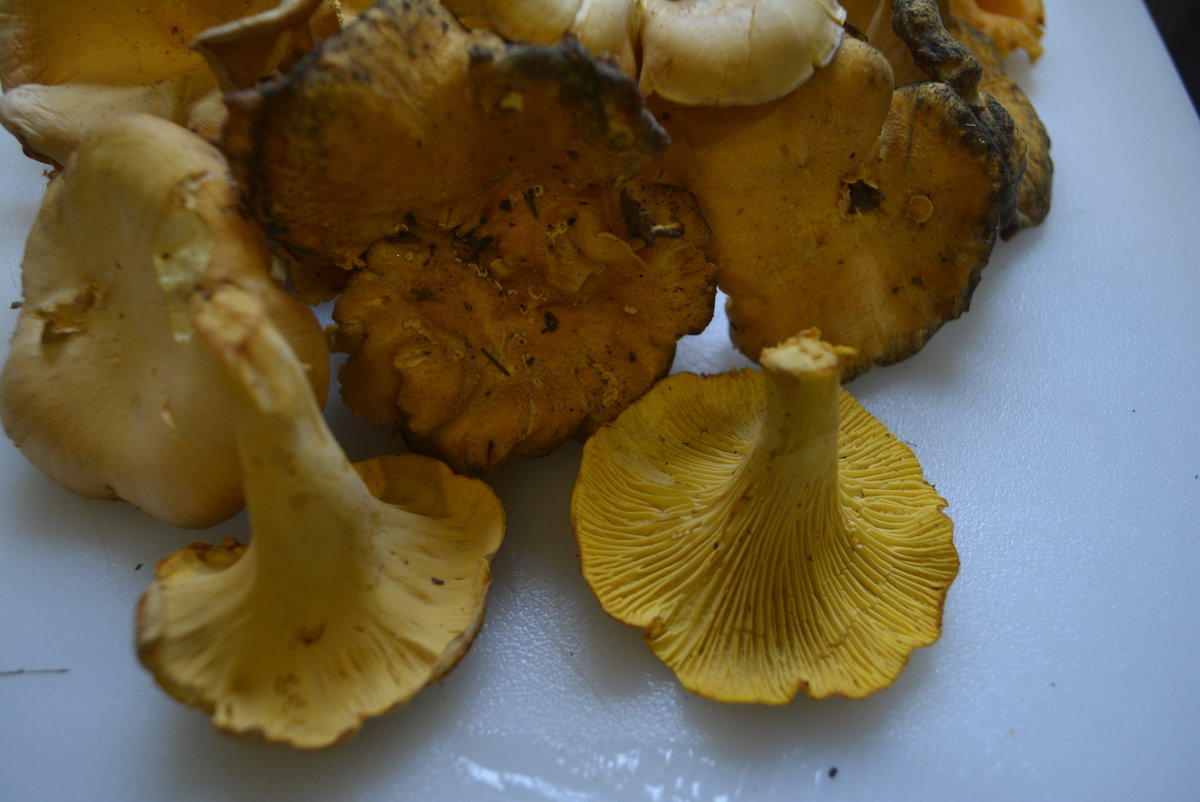 Cantharellus spectaculus ? - Identifying Mushrooms - Wild Mushroom Hunting