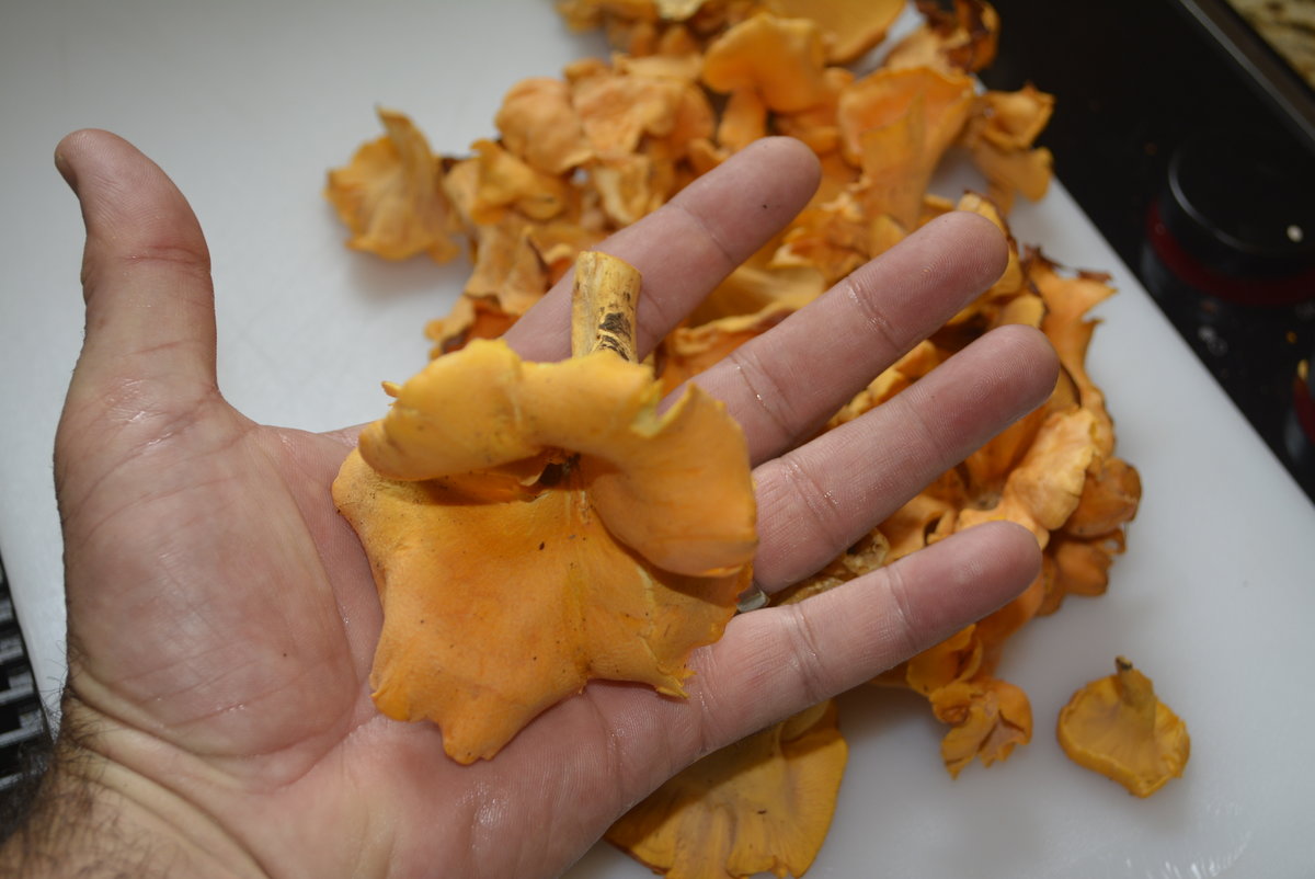 Cantharellus spectaculus ? - Identifying Mushrooms - Wild Mushroom Hunting
