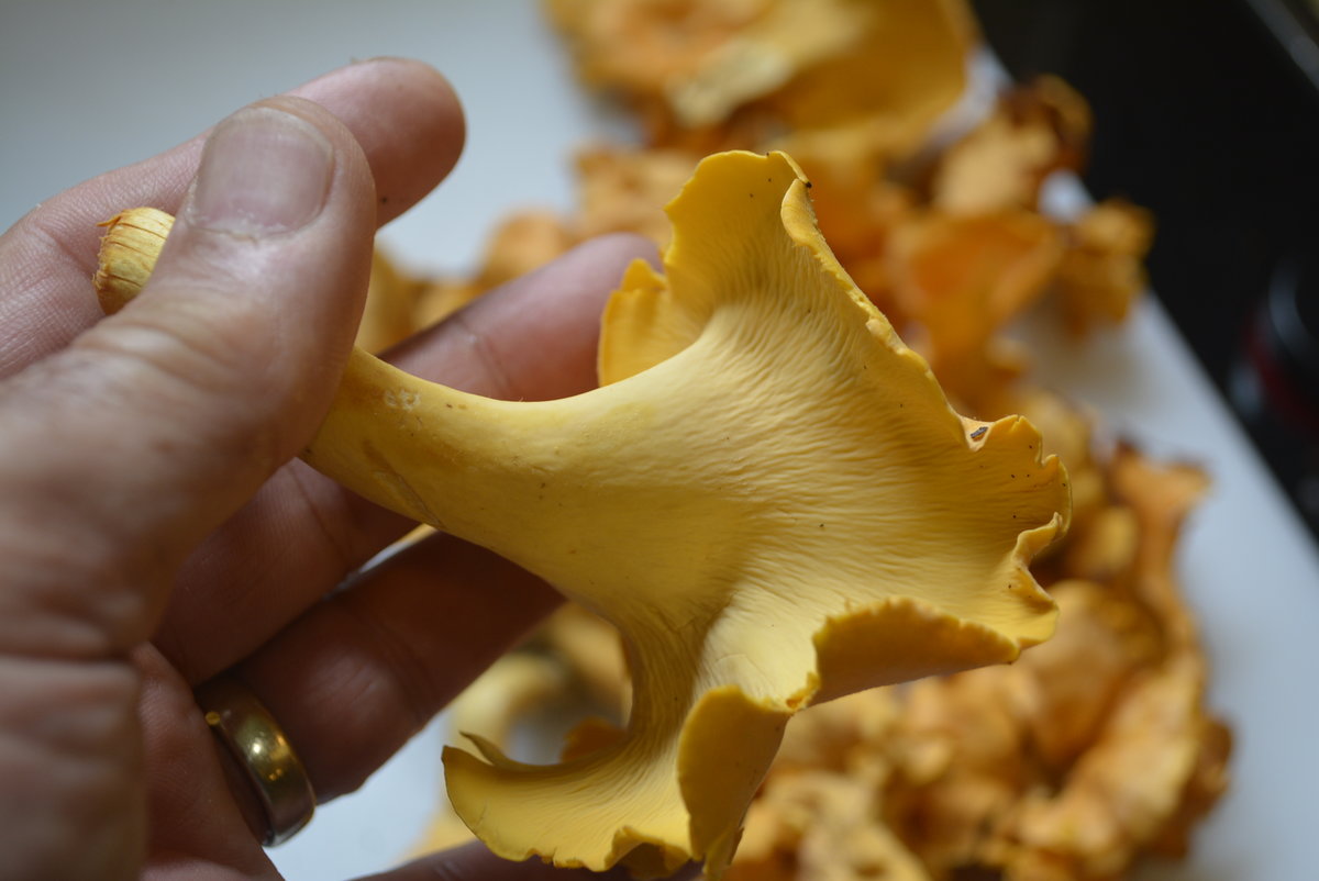 Cantharellus spectaculus ? - Identifying Mushrooms - Wild Mushroom Hunting