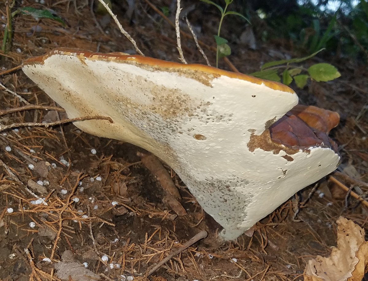 Bolette? - Identifying Mushrooms - Wild Mushroom Hunting