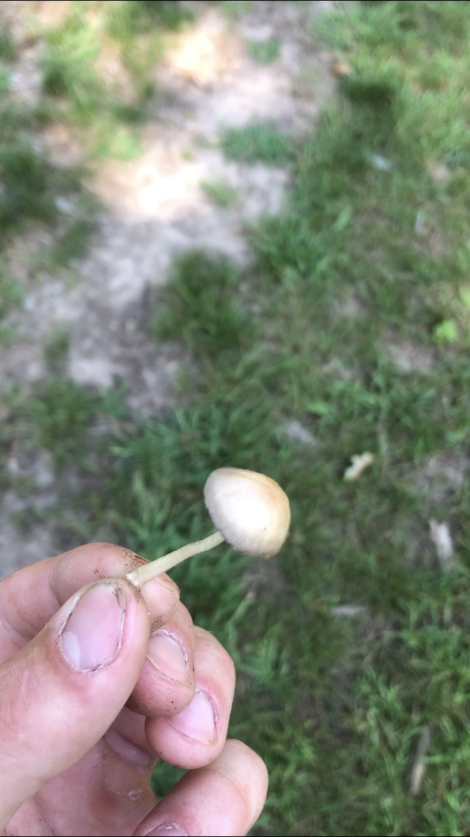 panaeolus cinctulus??? - Identifying Mushrooms - Wild Mushroom Hunting