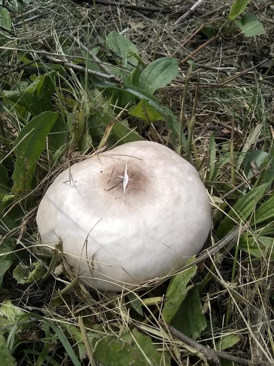 Shiny Tacky Caps - Identifying Mushrooms - Wild Mushroom Hunting